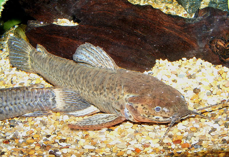 Все про тварин: Калліхт (Callichthys callichthys) Armoured catfish ...