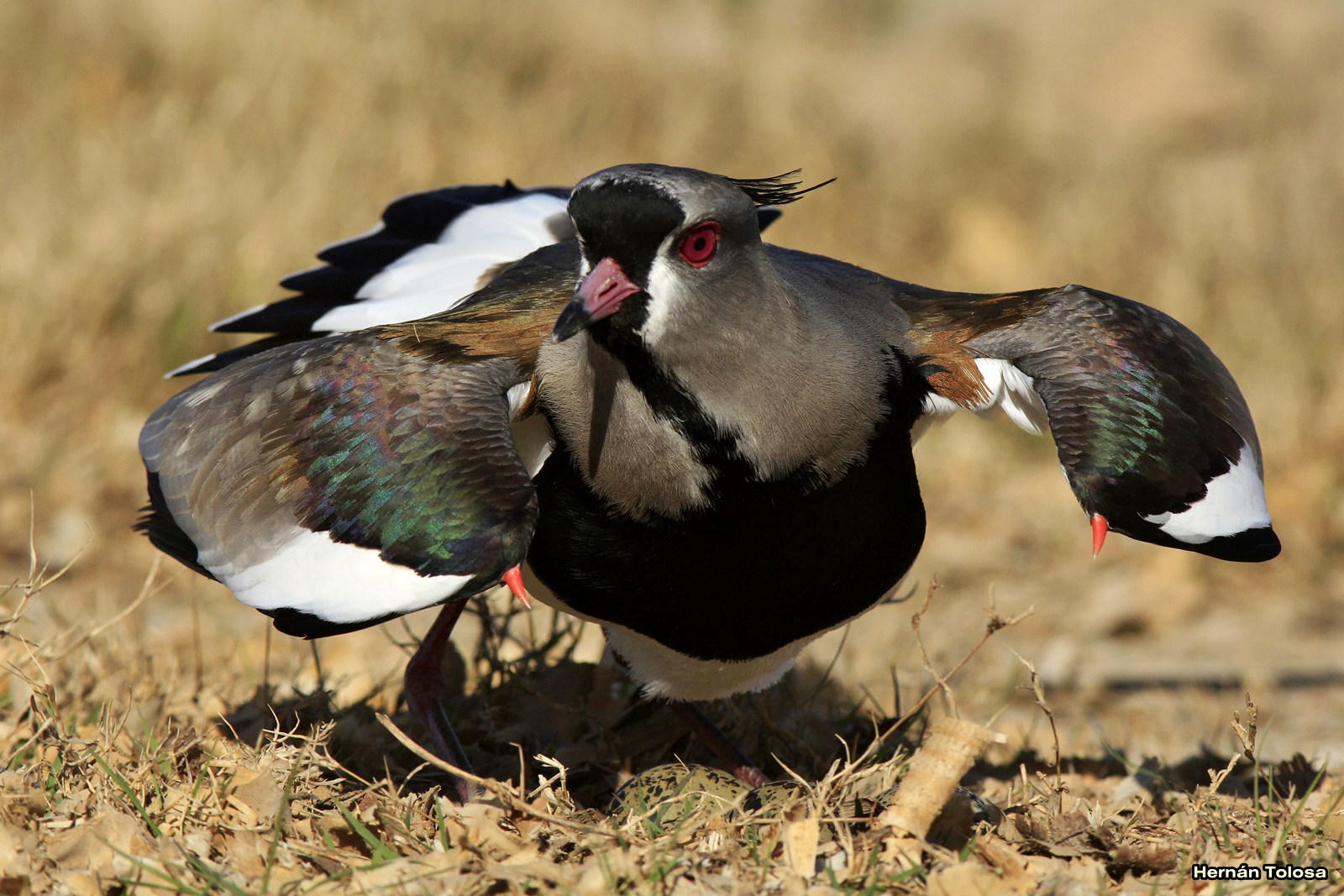 Aves Bonaerenses: Tero empollando