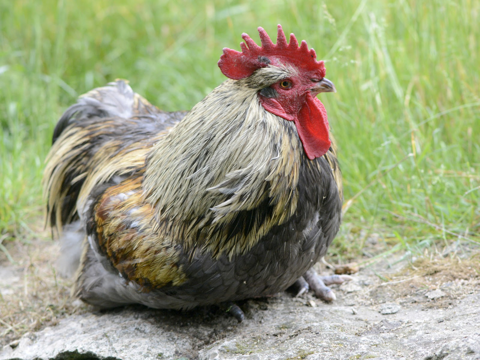 Les oiseaux du 27: Un vieux roi de la basse-cour