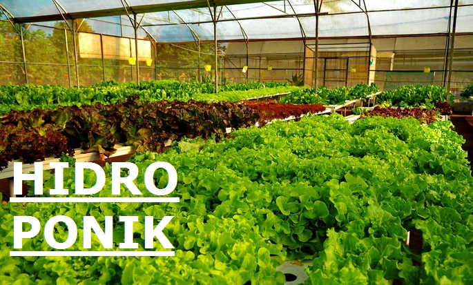 Pengertian Hidroponik, Jenis-Jenisnya, Dan Cara Budidayanya (Lengkap ...