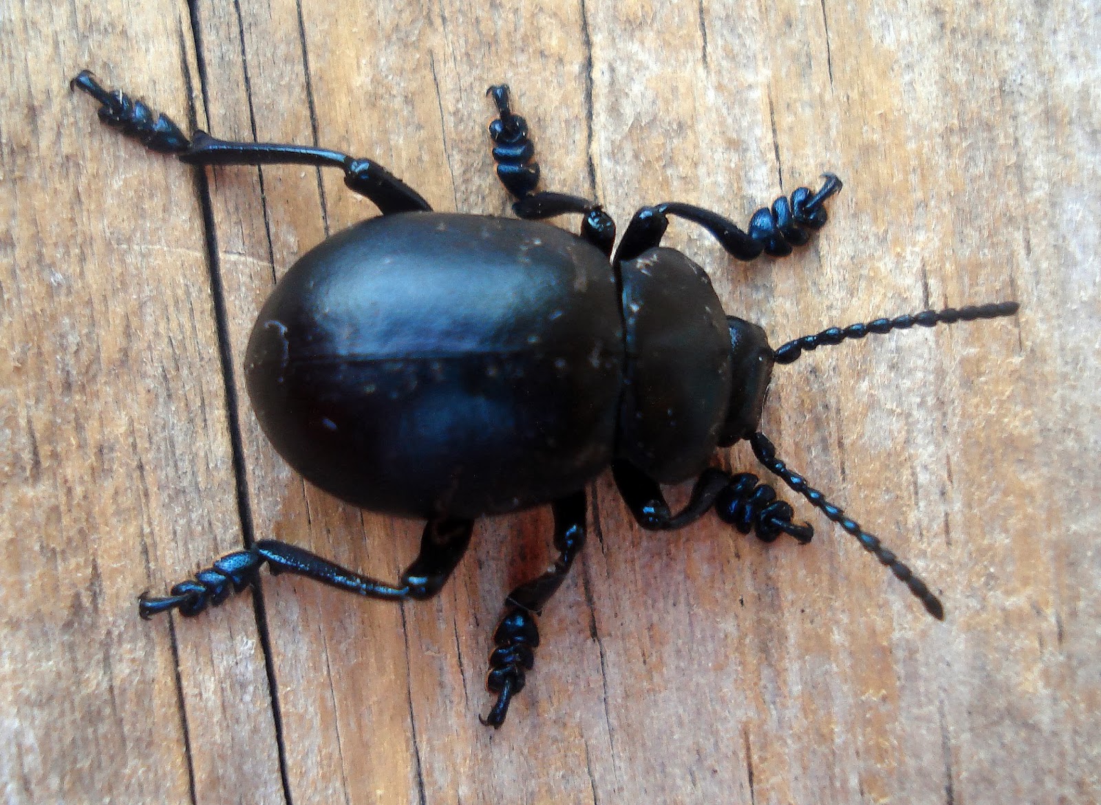 East Glamorgan Wildlife: Bloody-nosed Beetle