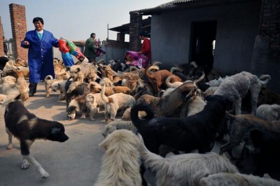 White Wolf : Chinese woman gives up everything to save homeless dogs ...