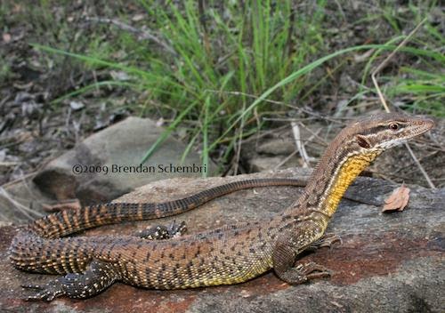 Jenis - jenis atau Macam - macam Varanidae / Varanus / Varanatic ...
