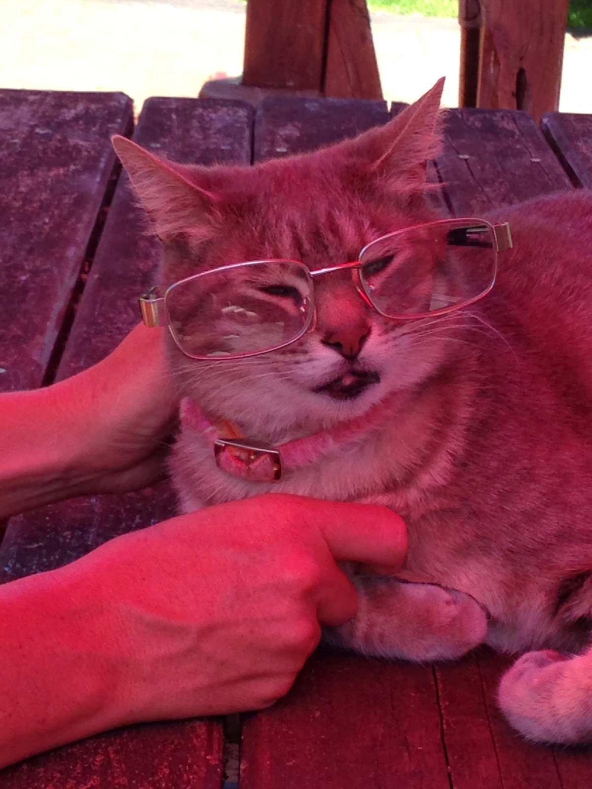 Window to Our World: Smart Kitty