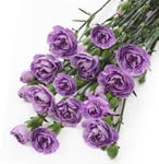 Dowd's Flower Shop: Moon Series Carnations