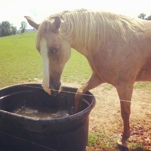 4R Ranch: Bad Horse For Sale Pictures # 16