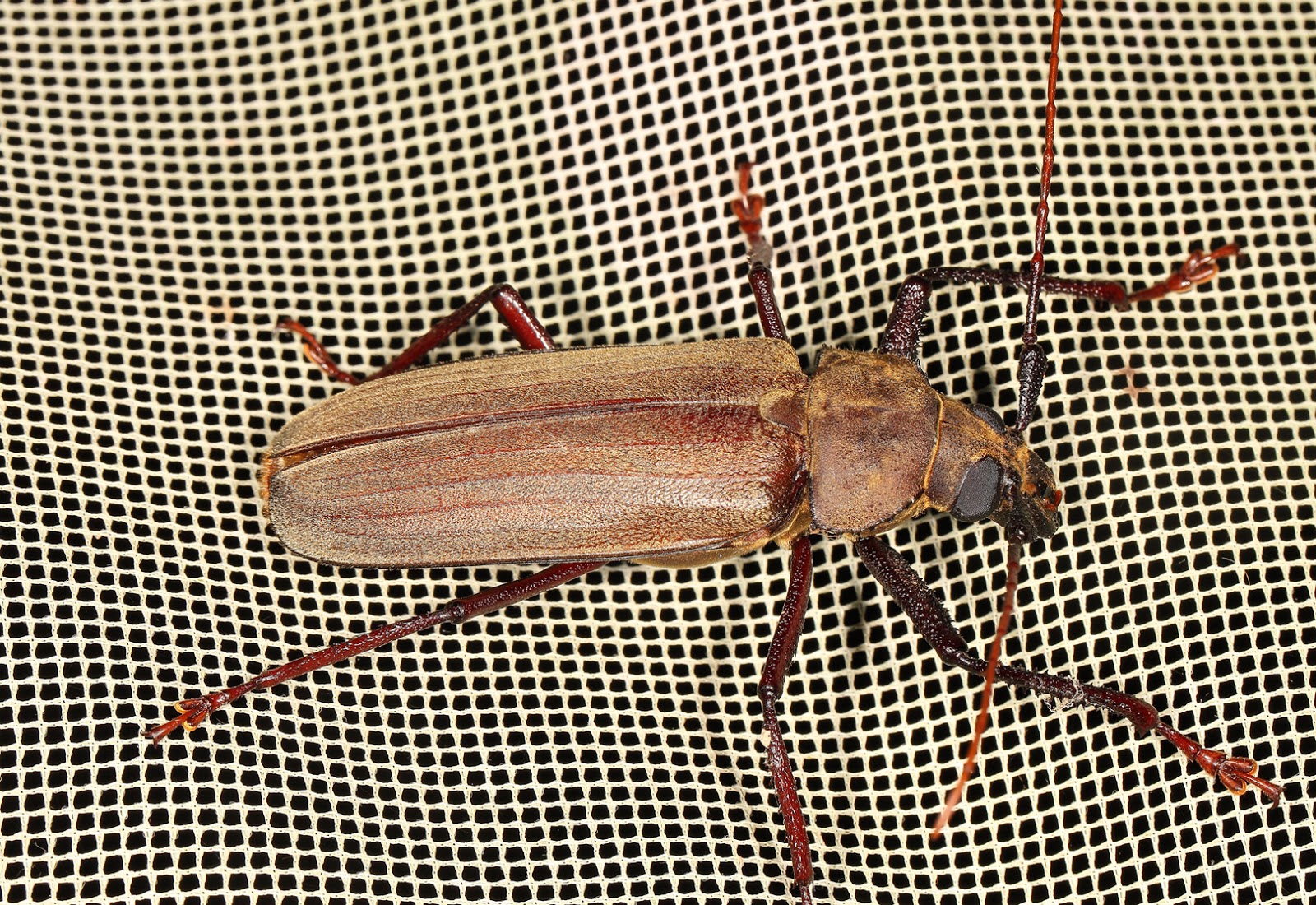 BunyipCo: Long-horns