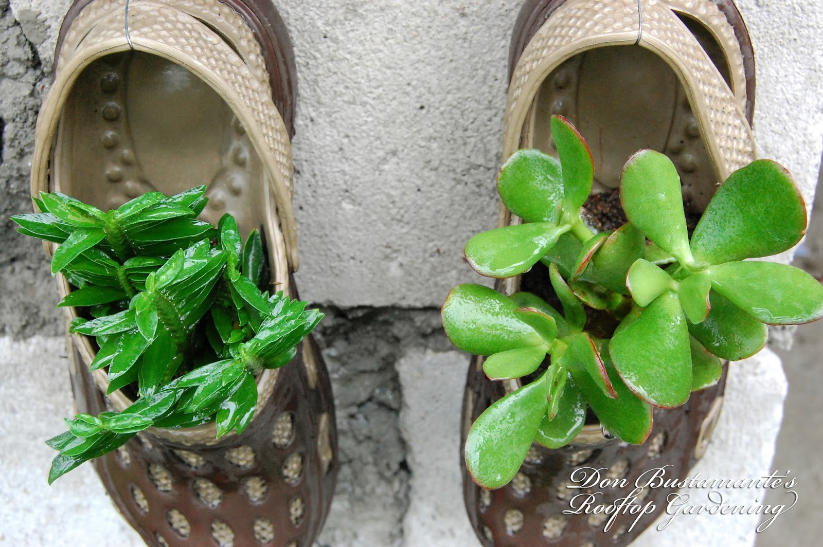 Don Bustamante's Rooftop Garden: Crocs