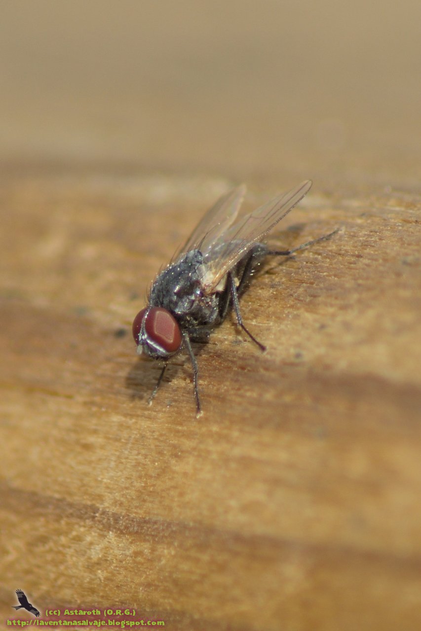 La Ventana Salvaje: El señor de las moscas