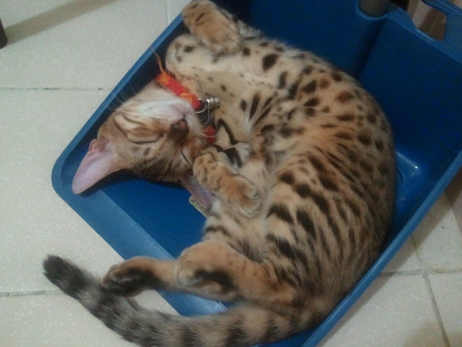 Foto Kucing India Lucu