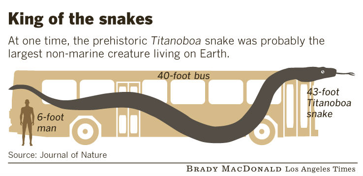 Snakes: Size comparison