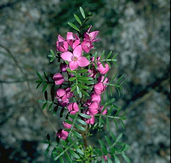Beauty Of Flowers: Boronia