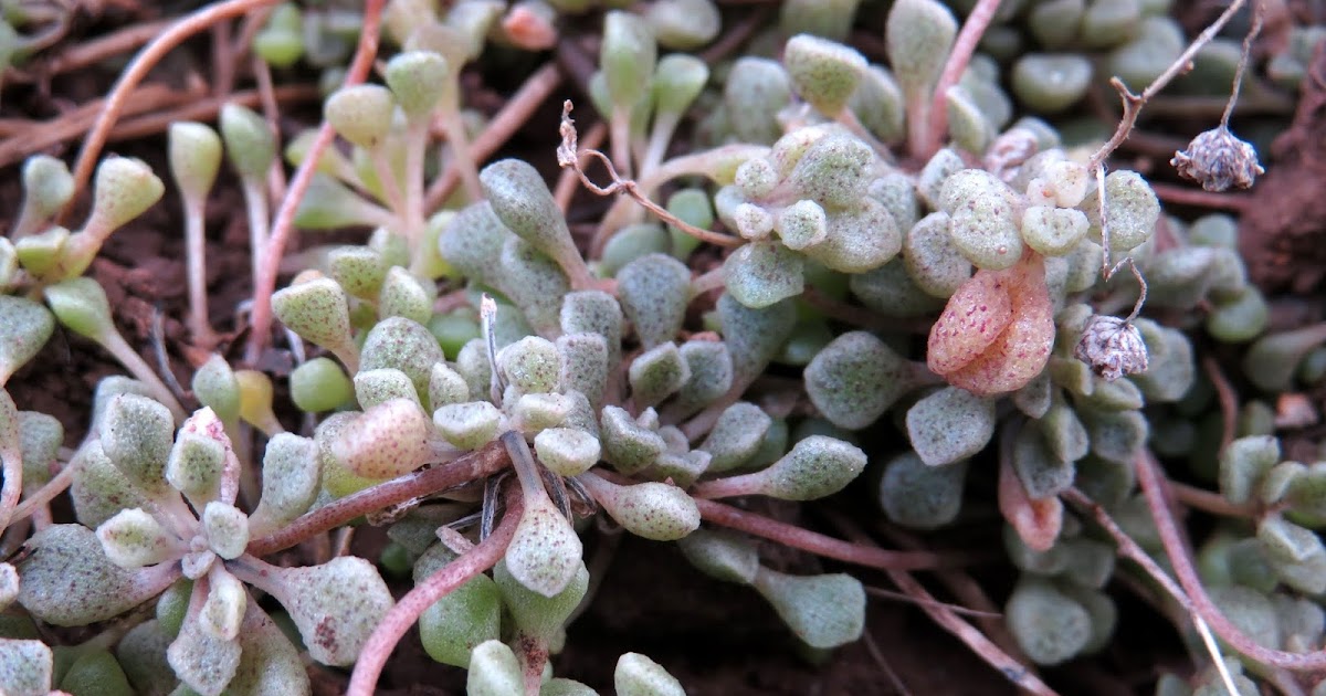 Monanthes lowei (A. Paiva) P. Pérez & Acebes