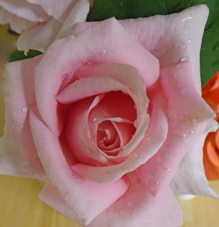 MARIETTE'S BACK TO BASICS: {Our Queen Elizabeth AARS Rose}