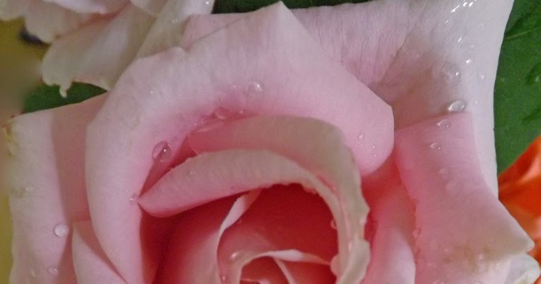 MARIETTE'S BACK TO BASICS: {Our Queen Elizabeth AARS Rose}