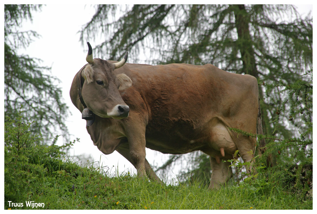 Wandel-, Fiets- en FotografieWeblog: Zwitserland = Koeien en nog eens ...