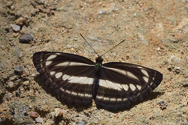 Butterflies from Cambodia