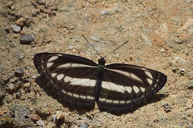 Beauty of Fauna and Flora in Nature: Butterflies @ Doi Chiang Dao ...
