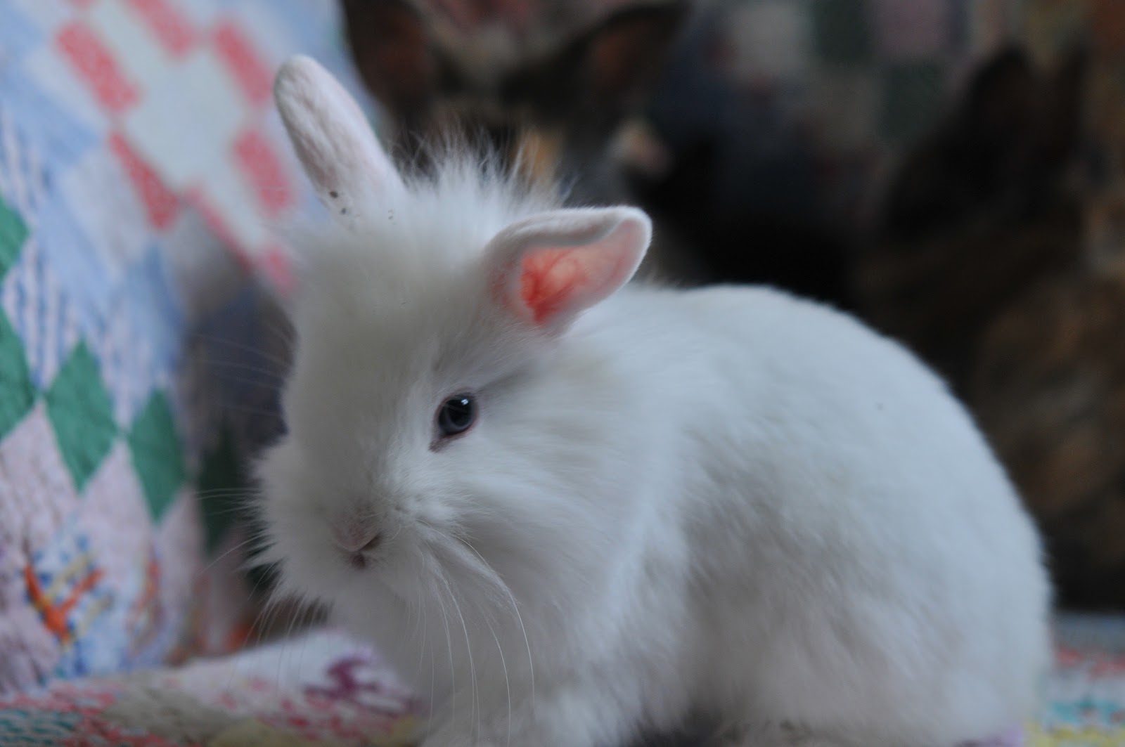 moments of perfect clarity: follow that white rabbit