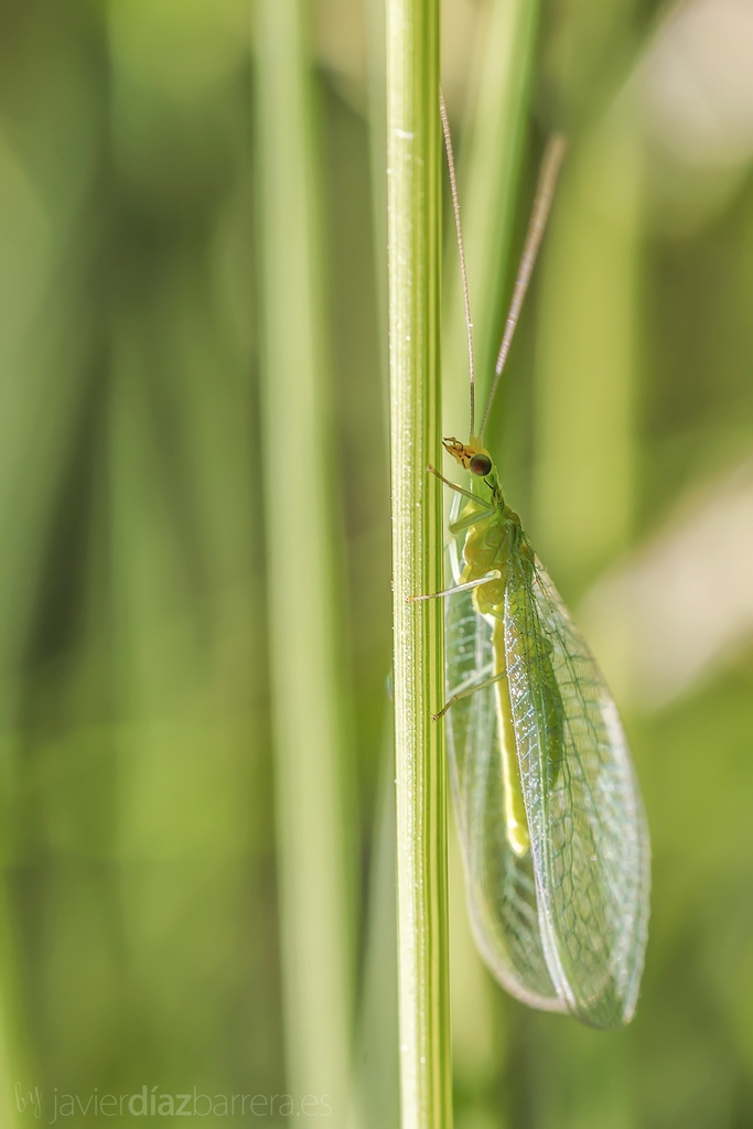 Bichos y plantas de León: Crisopa