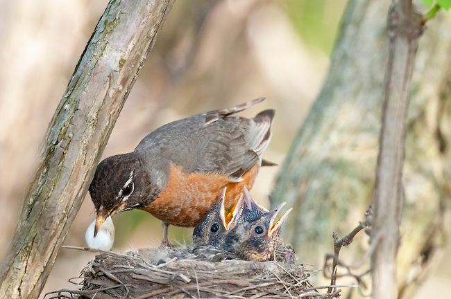Columbus Peregrine Falcon Update: Weekend Power Outage + The Scoop on Poop