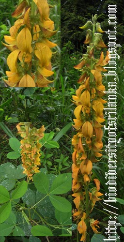 Biodiversity of Sri Lanka: Smooth rattle box (Crotalaria pallida)