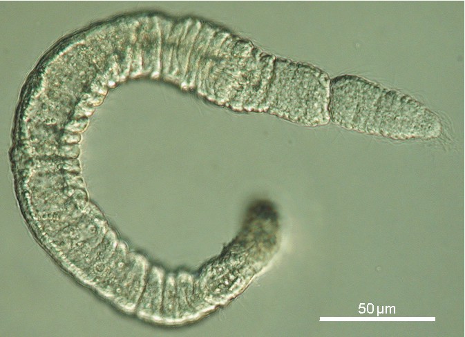Real Monstrosities: Jaw Worm