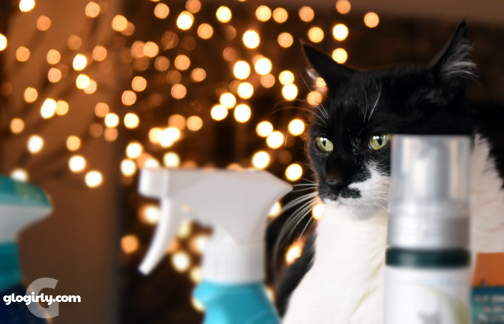 GLOGIRLY: HOLIDAY GIVEAWAY: The Ultimate Cat Bundle from Simple ...