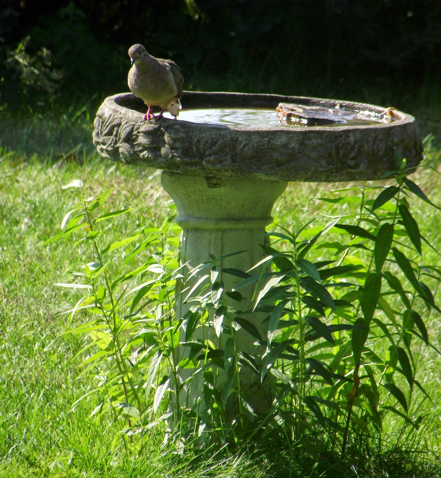 Canadian Needle Nana: Bird Bath