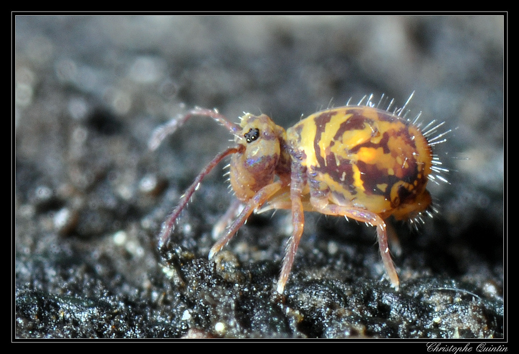 Species of UK: Week 14: Springtails (Collembola)
