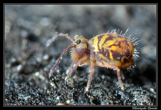 Species of UK: Week 14: Springtails (Collembola)