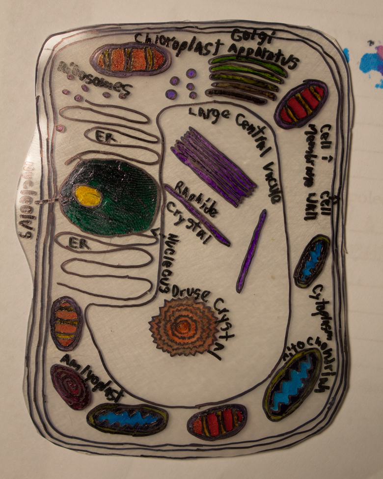 Craft Knife: Homeschool Biology: Shrink Plastic Cell Models, and 14 ...