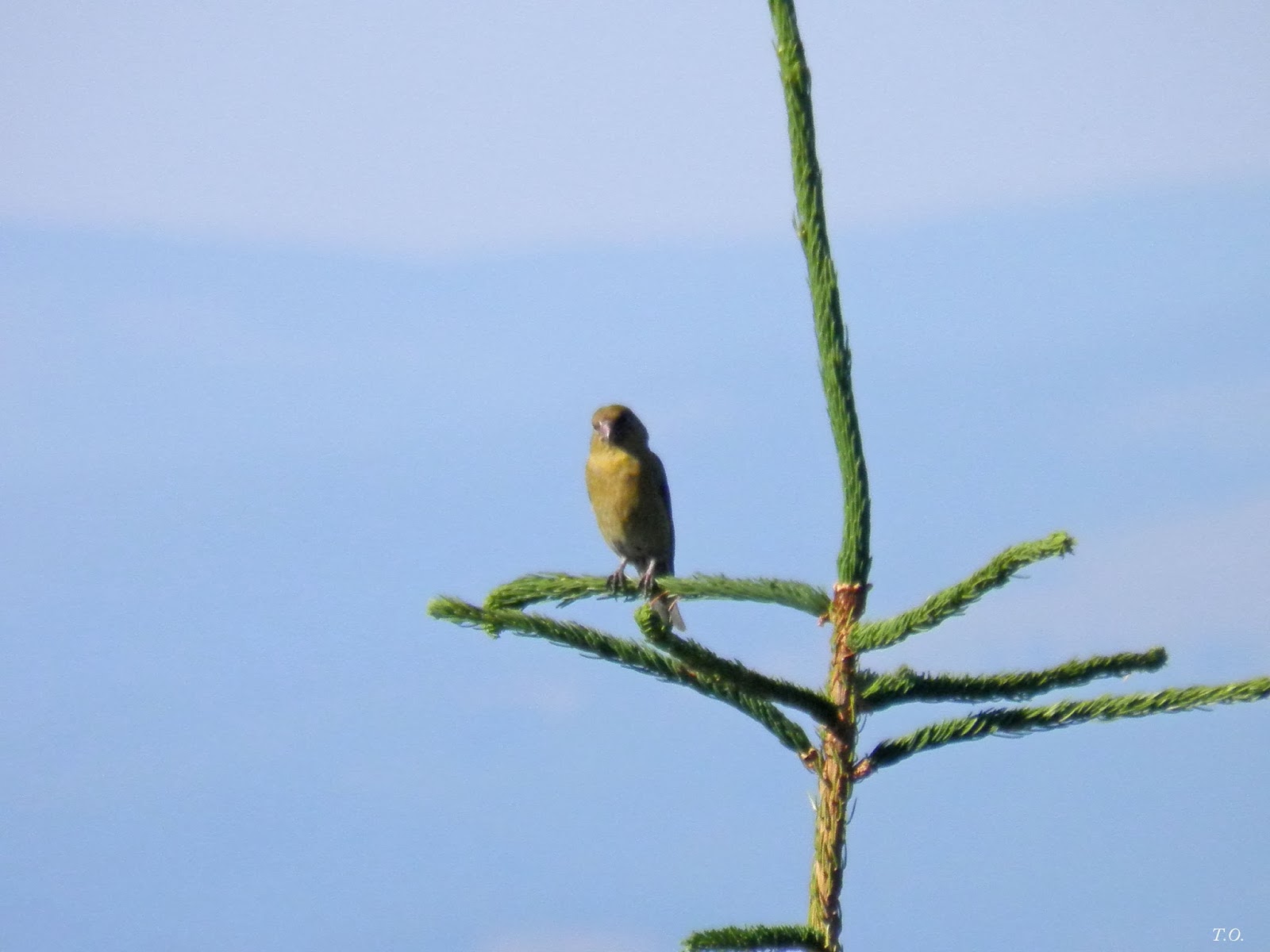 PASARI DIN ROMANIA: forfecar