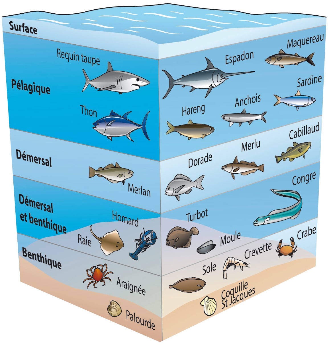 Pêche et Pêche: A quelle profondeur vivent les poissons