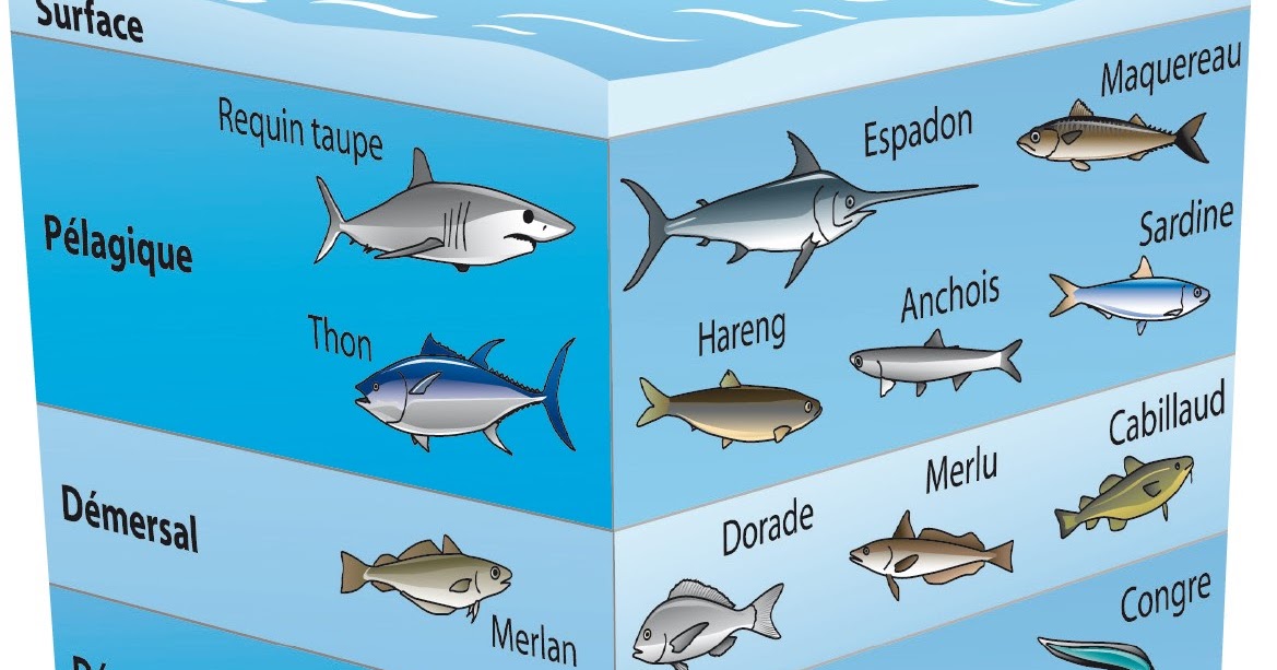 Pêche et Pêche: A quelle profondeur vivent les poissons