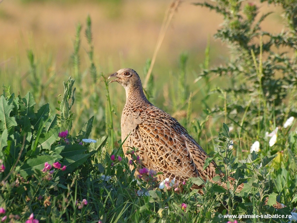 Natura Salbatica: Pasarile de pe campiile din jurul Bucurestiului