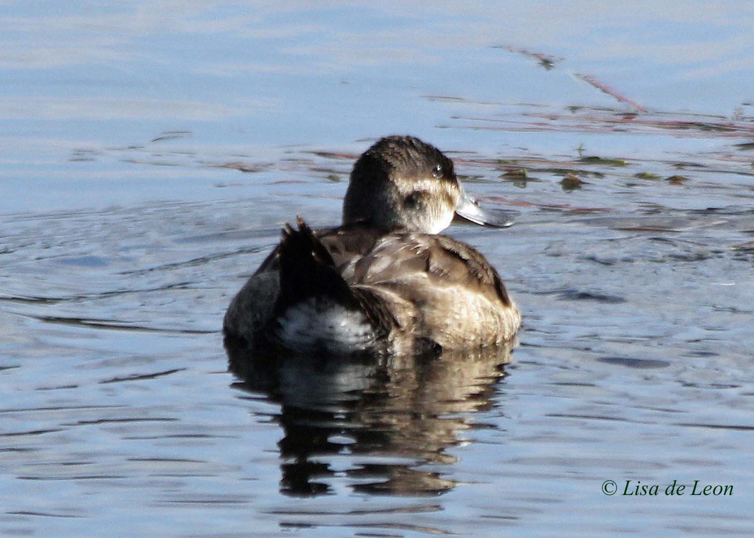 Birding with Lisa de Leon: Ruddy Duck - Female