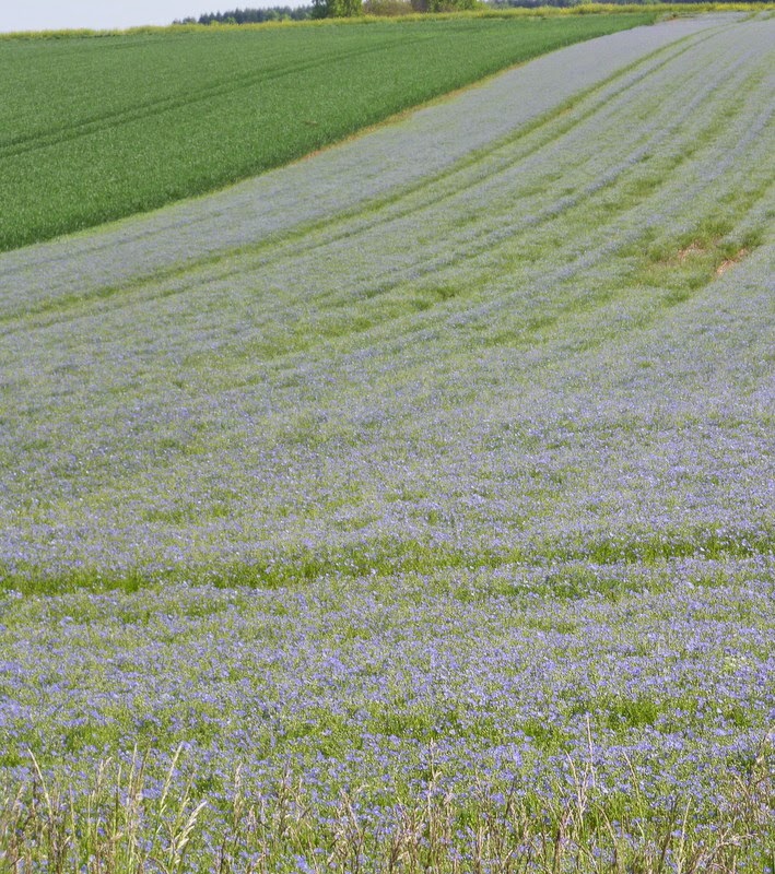 Violaine dans les vignes: Le lin