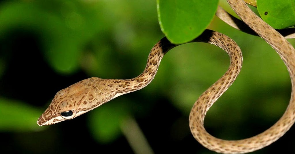 Ular Asli Indonesia: Colubridae