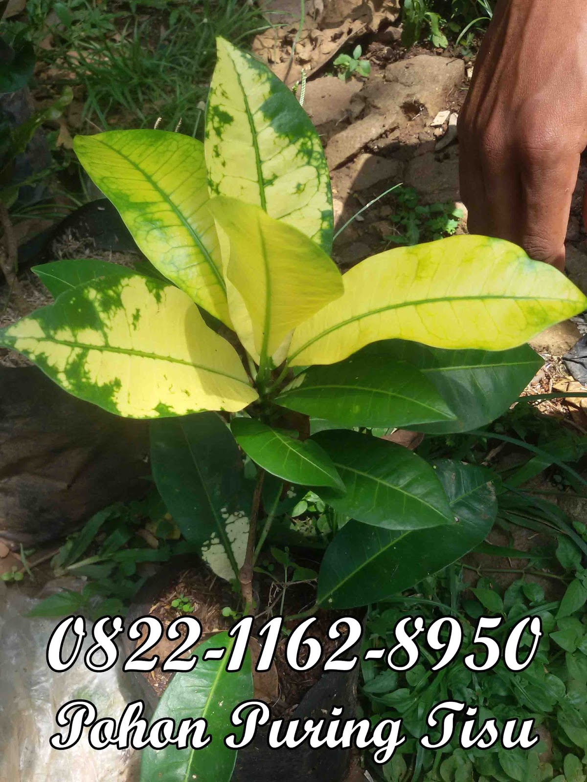 JUAL ANEKA POHON PURING | POHON PURING HIAS | TANAMAN PERDU | TANAMAN ...