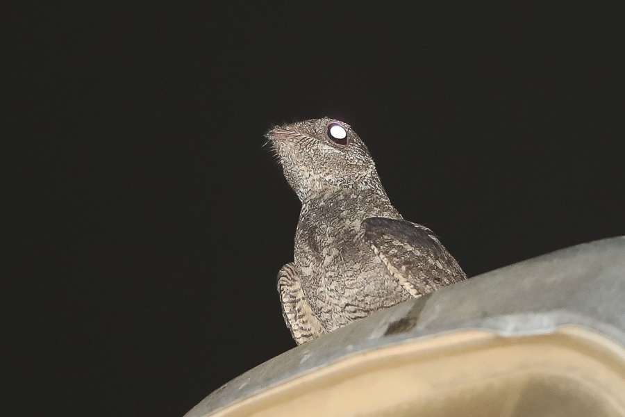 Birds of Saudi Arabia: Montane Nightjar - Tanoumah