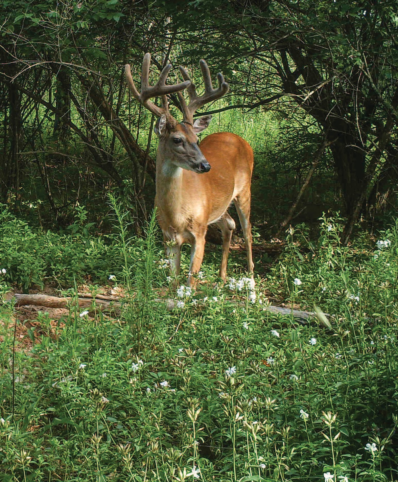 Whitetail Institute: Small Property Success — Whitetail Ghost Town to ...