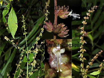 Biodiversity of Sri Lanka: කොල්ලන් කොළ/ගං කොල්ලන් කොළ/ගස් කොලන් කොළ ...