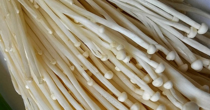 Jamur Jepang Enoki (Enokitake) dari Korea | Lantana Magenta Hermosa