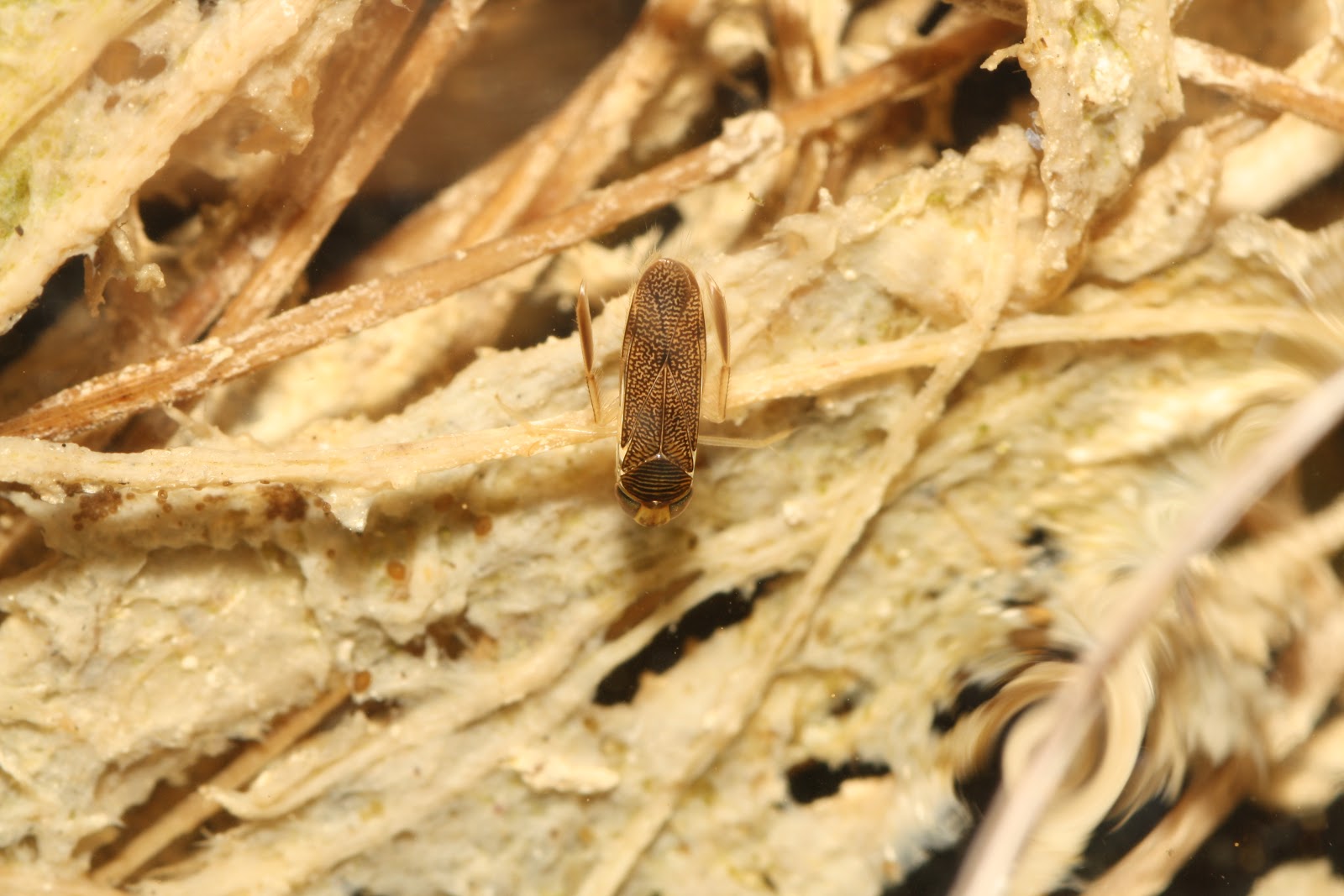 Salt marsh entomologist blog: The aquatics