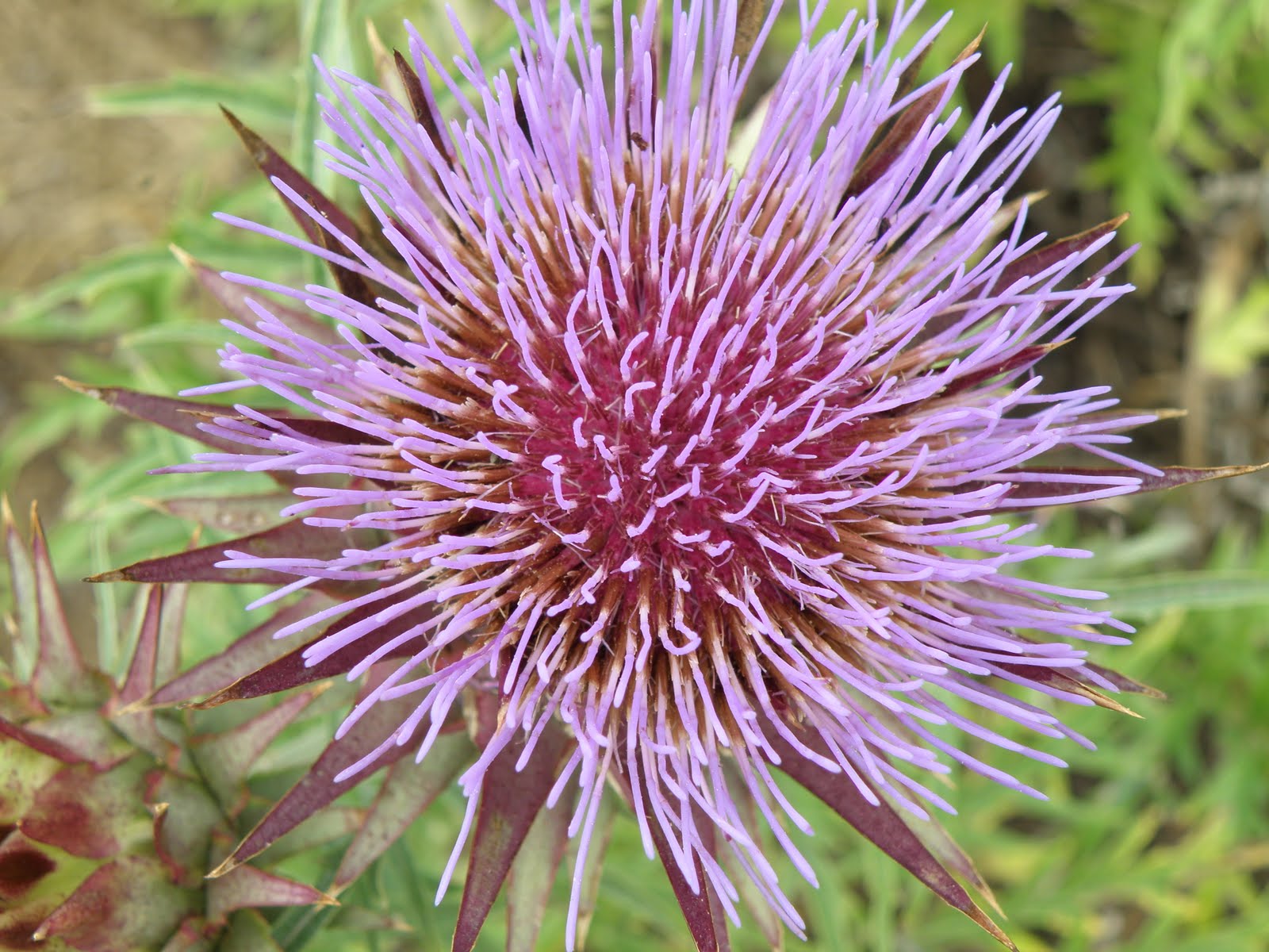 Flors i plantes de Mallorca: Alcaucil, Flor de carxofera, alcachofa ...