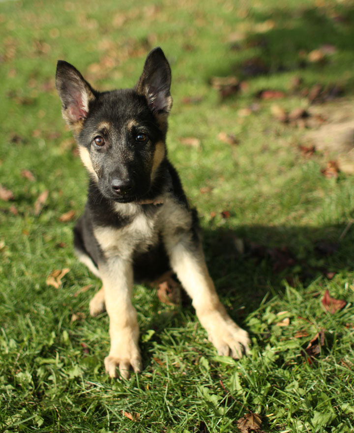 Jasmine - German Shepherd puppy