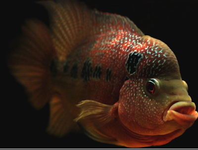 Segala Sesuatu Tentang Ikan : Tahukah Anda ? Jenis Ikan Louhan Termahal ...