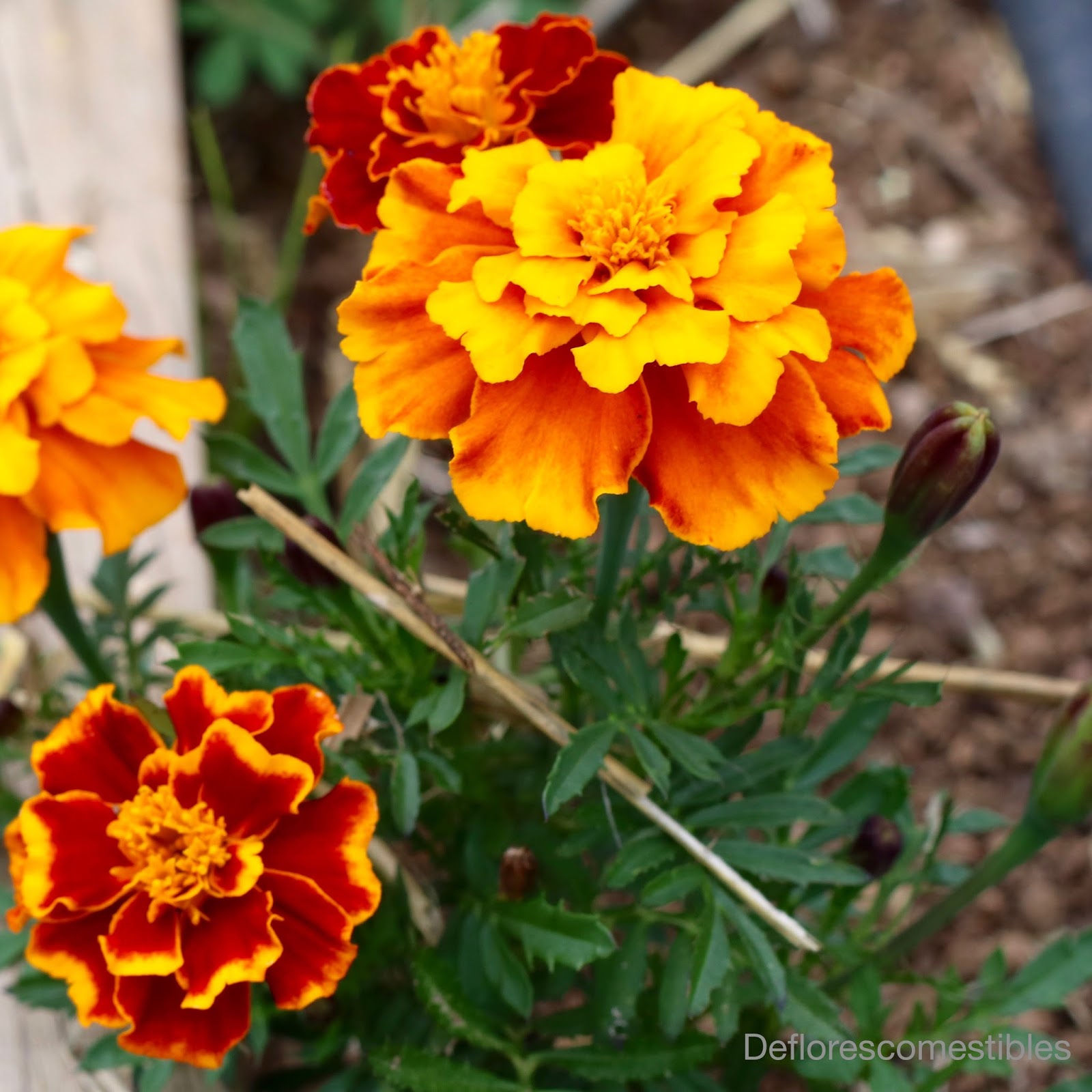 Flor de Tagete como flor comestible | De flores comestibles