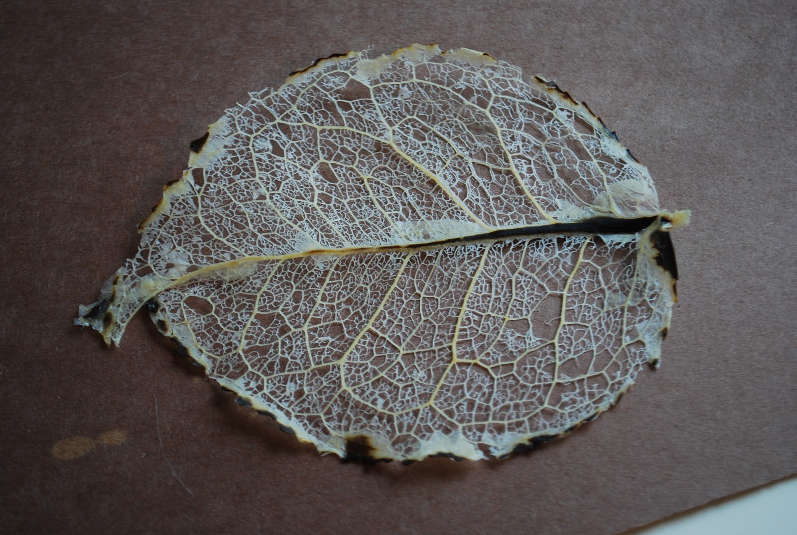 Our Creative Day: Skeleton Leaves